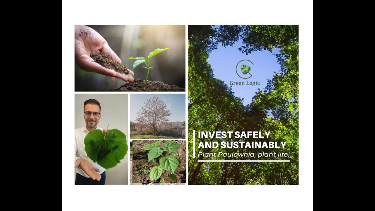 Green Logic - Piantagioni di Paulownia | Investimenti Sostenibili